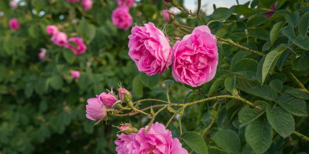 Rosenpflege – Bio Naturkosmetik & Duftprodukte | My Little Present